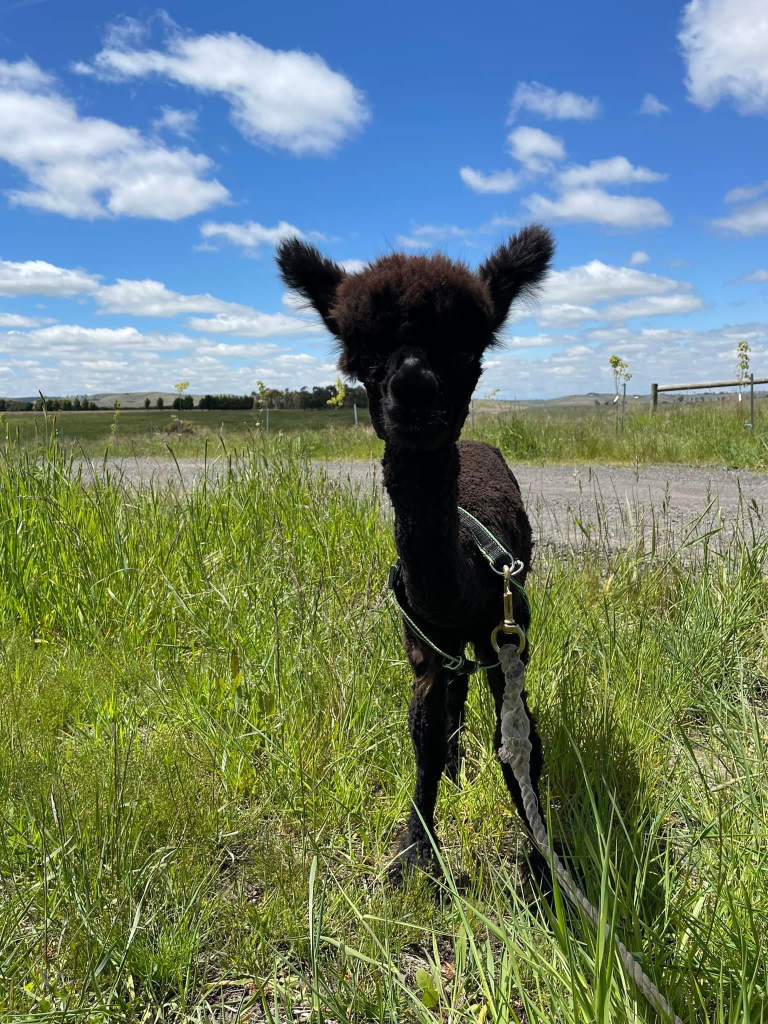 Tambo Farm – Tambo Farm
