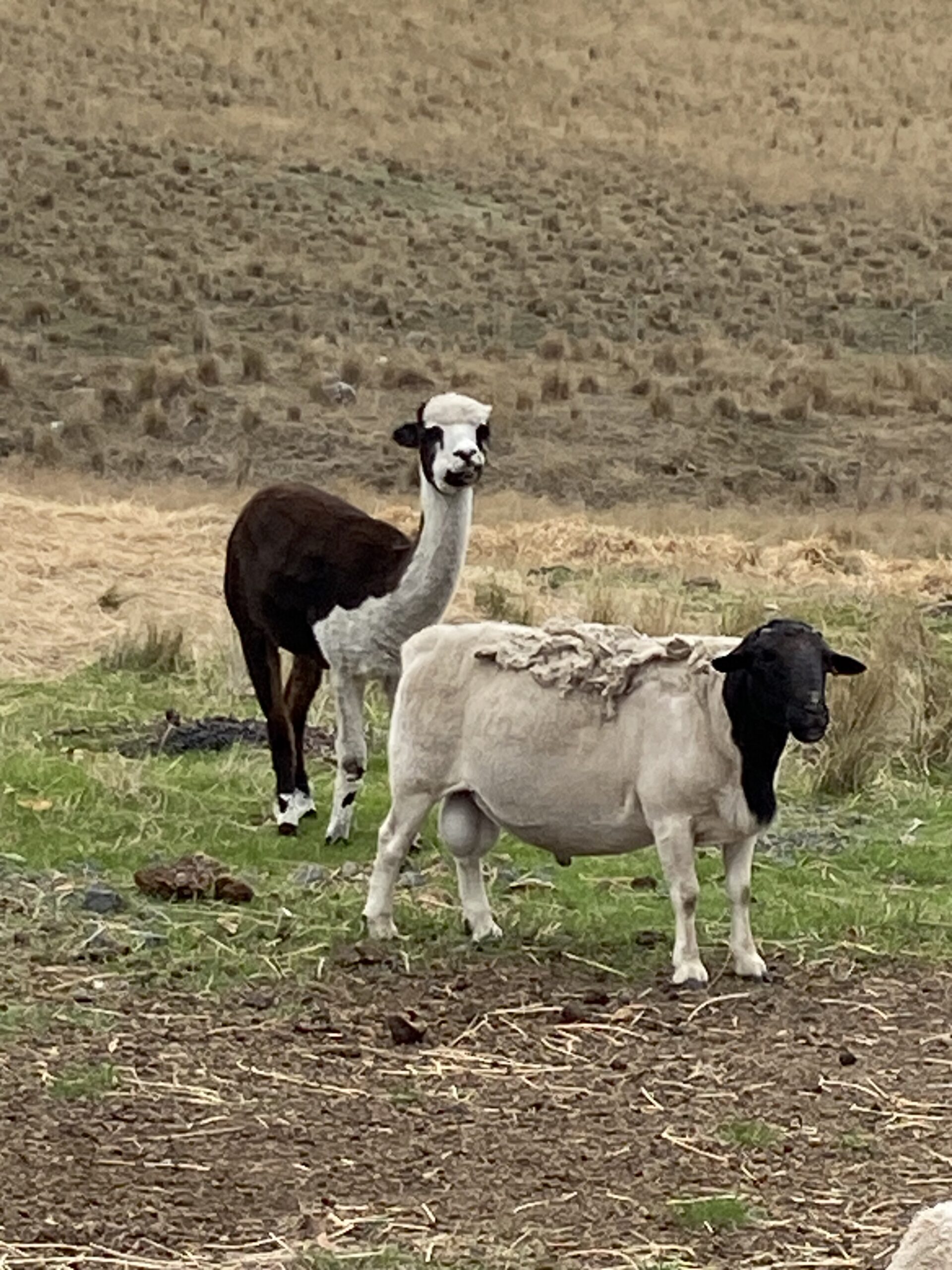 Animals – Tambo Farm